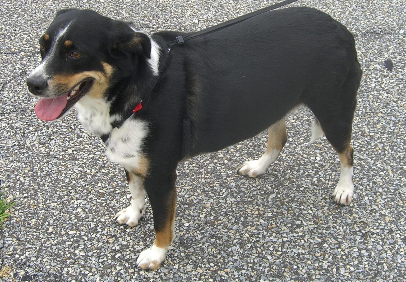 Available Dogs